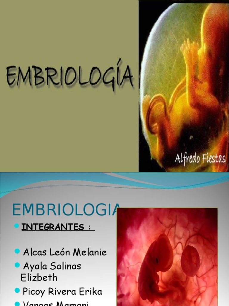 1ra Semana Embriologia | PDF | Placenta | Feto