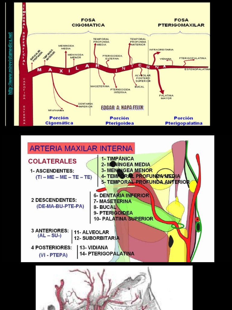 Arteria Maxilar Interna | PDF