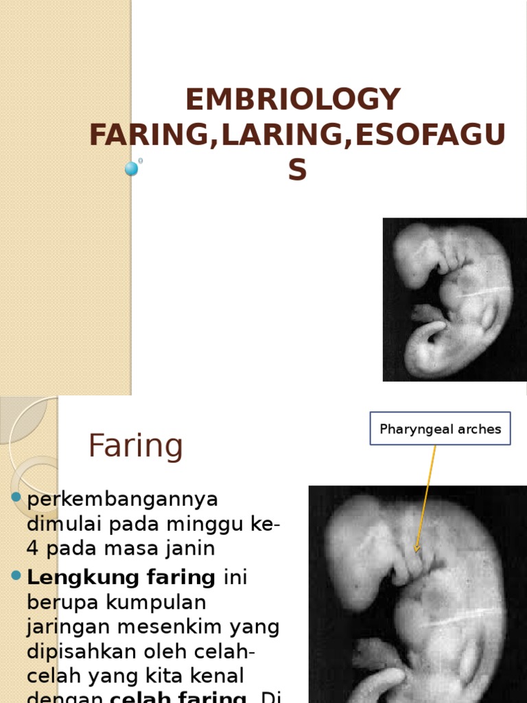 Embriologi Farings Larings Esofagus | PDF