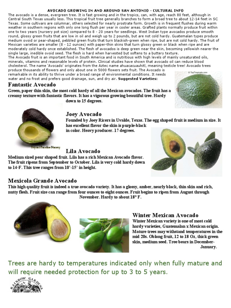 Avocados for SA1 | Avocado | Grafting