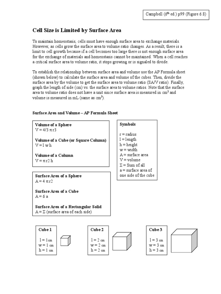 Cell Size and Surface Area Activity | PDF | Surface Area | Volume