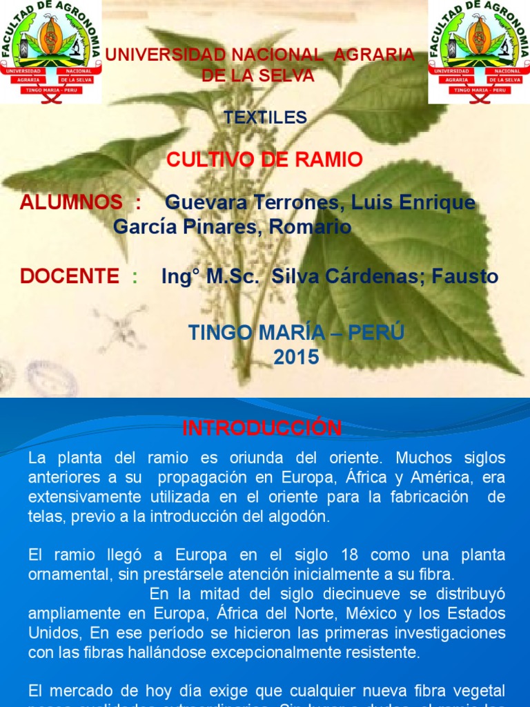 Cultivo y Procesamiento del Ramio | PDF | Tallo de la planta | Hoja