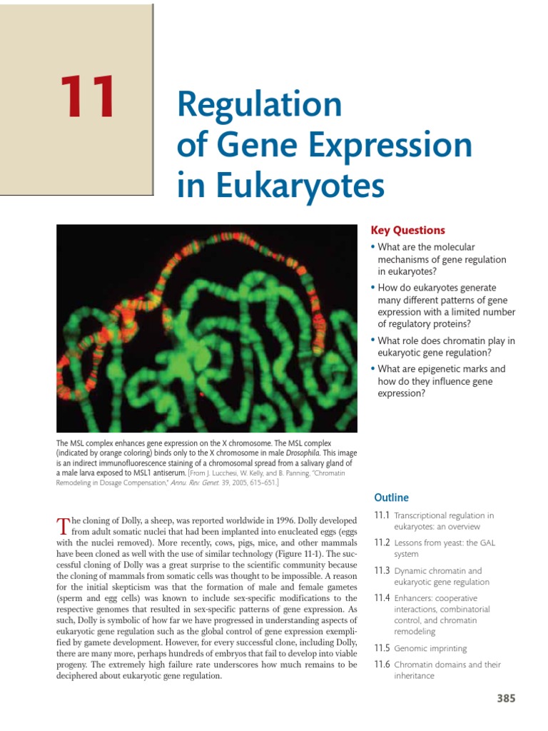 Chapter 11 Gene Expression | Download Free PDF | Regulation Of Gene Expression | Histone