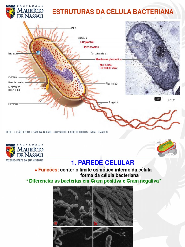 Estruturas Da Célula Bacteriana | Célula (Biologia) | DNA