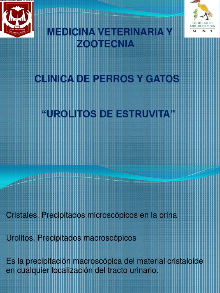 Urolitos de Estruvita en Perros y Gatos | PDF