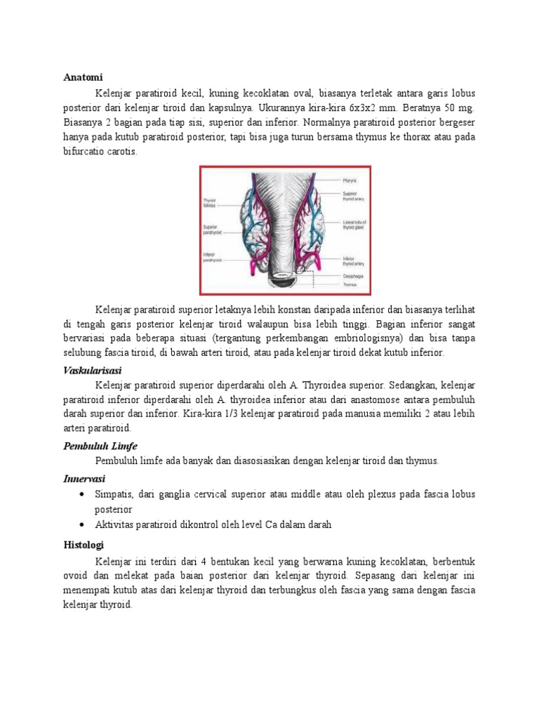 Anatomi dan Fungsi Kelenjar Paratiroid | PDF | Pengembangan Diri ...