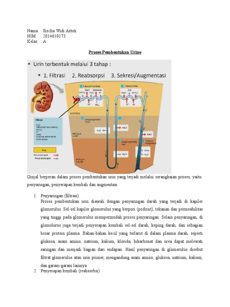 Proses Pembentukan Urine | PDF
