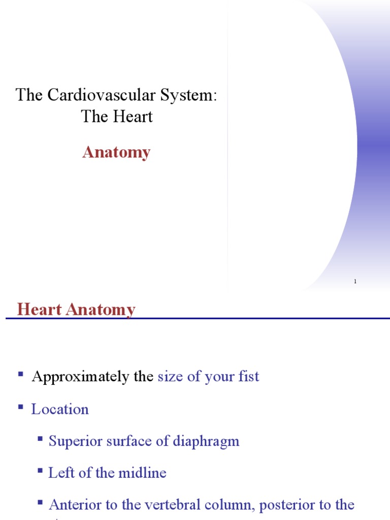 Heart Anatomy | PDF | Heart Valve | Heart