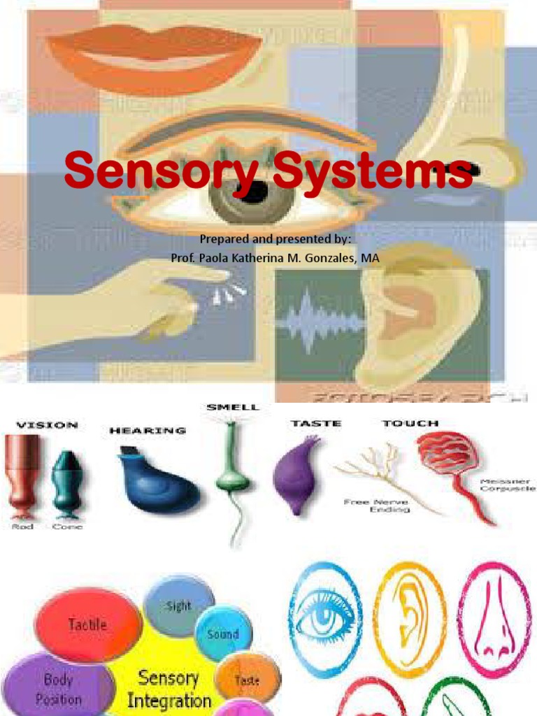sensory-system.pdf | Auditory System | Somatosensory System