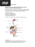 Actividades Resueltas Biología 3º ESO | PDF | Digestión | Pulmón