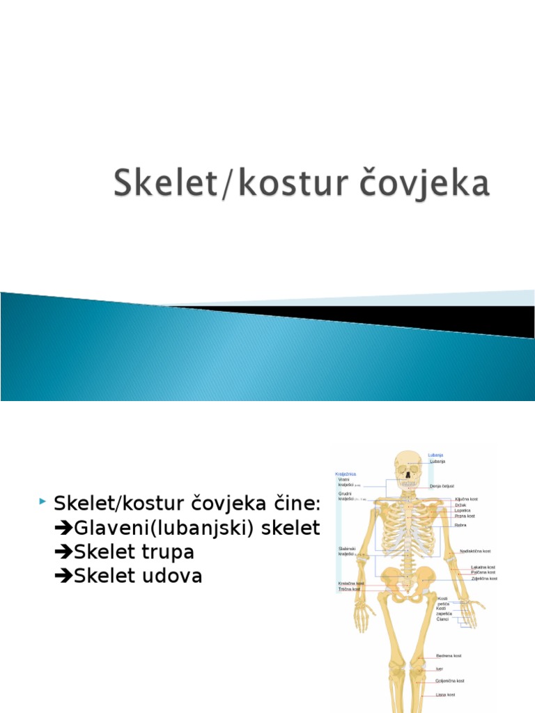 Skelet | PDF