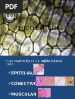 Neumocitos Tipo 1 y 2 - Histologia | PDF