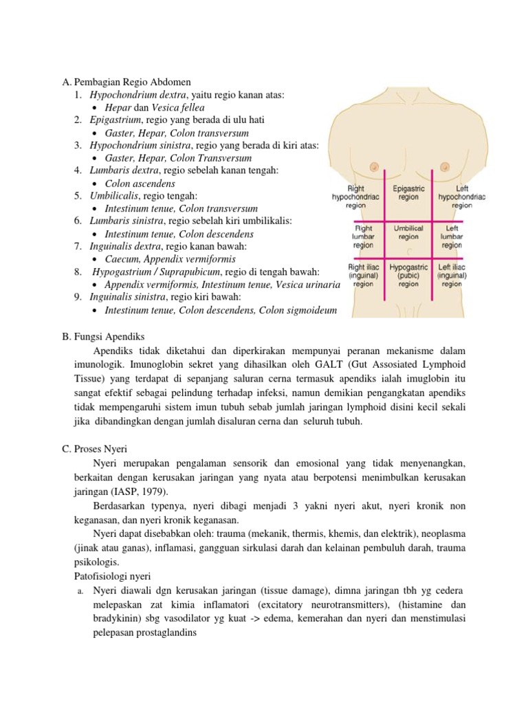 Regio Abdomen | PDF
