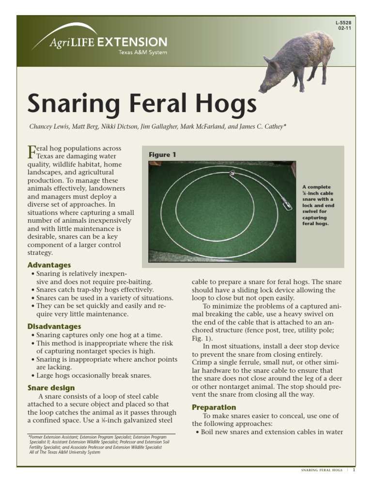 Snaring Feral Hogs | PDF | Trapping | Hunting