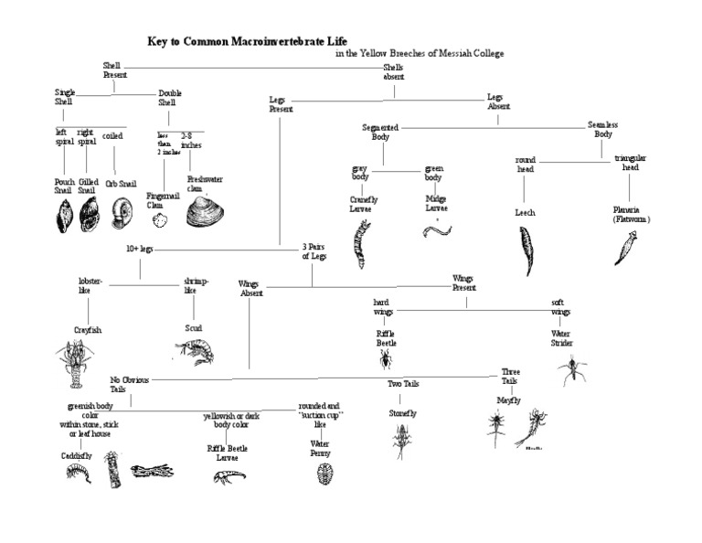 Macroinvertebrate Identification Guide | PDF