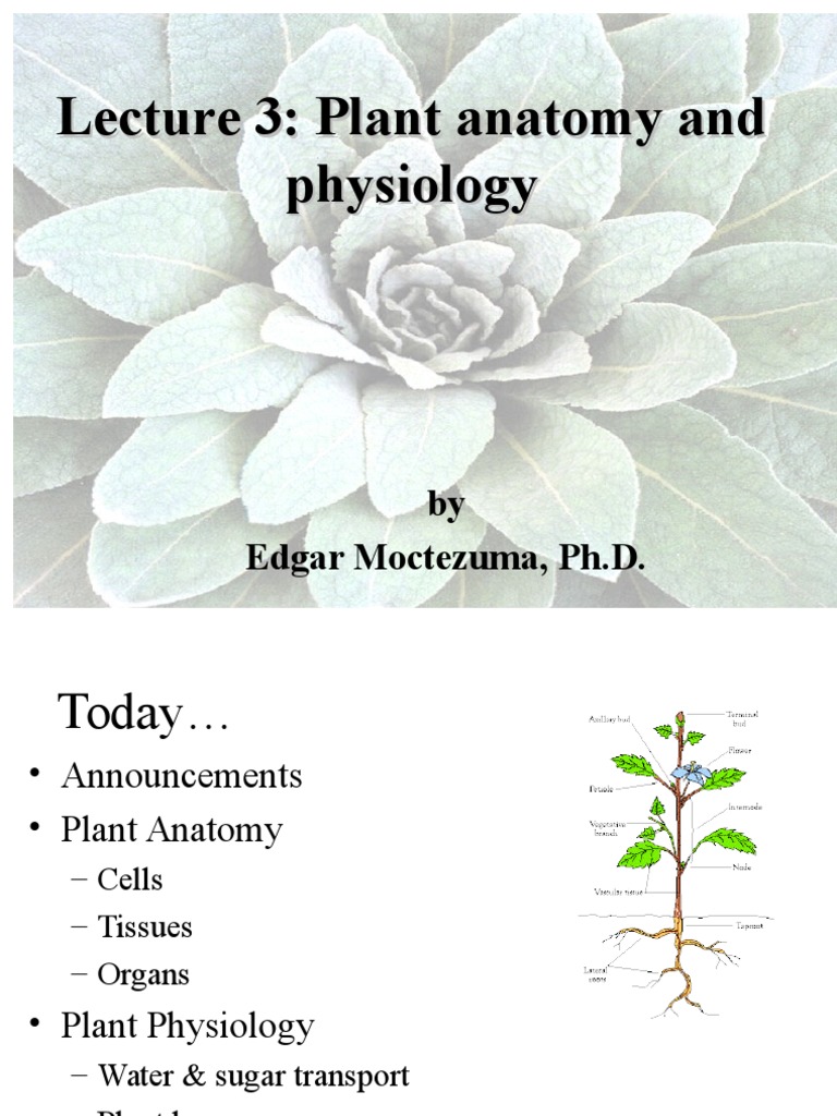 Lecture 3: Plant Anatomy and Physiology | PDF | Plant Stem | Tissue ...