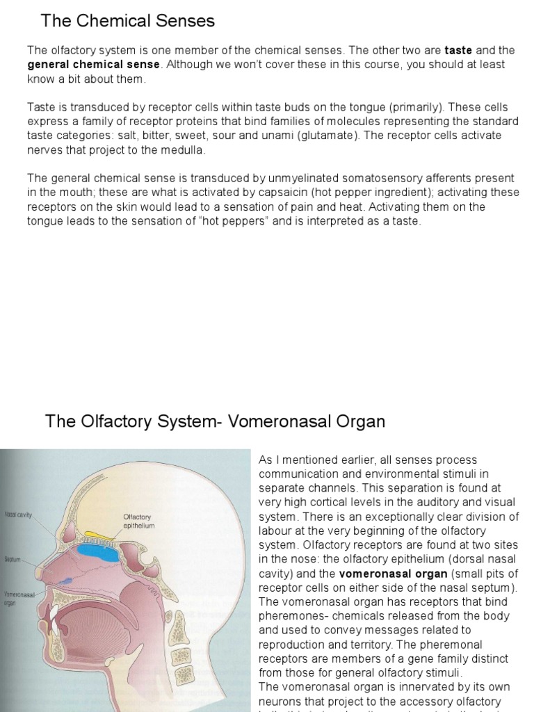 Olfactory System | PDF | Olfaction | Taste