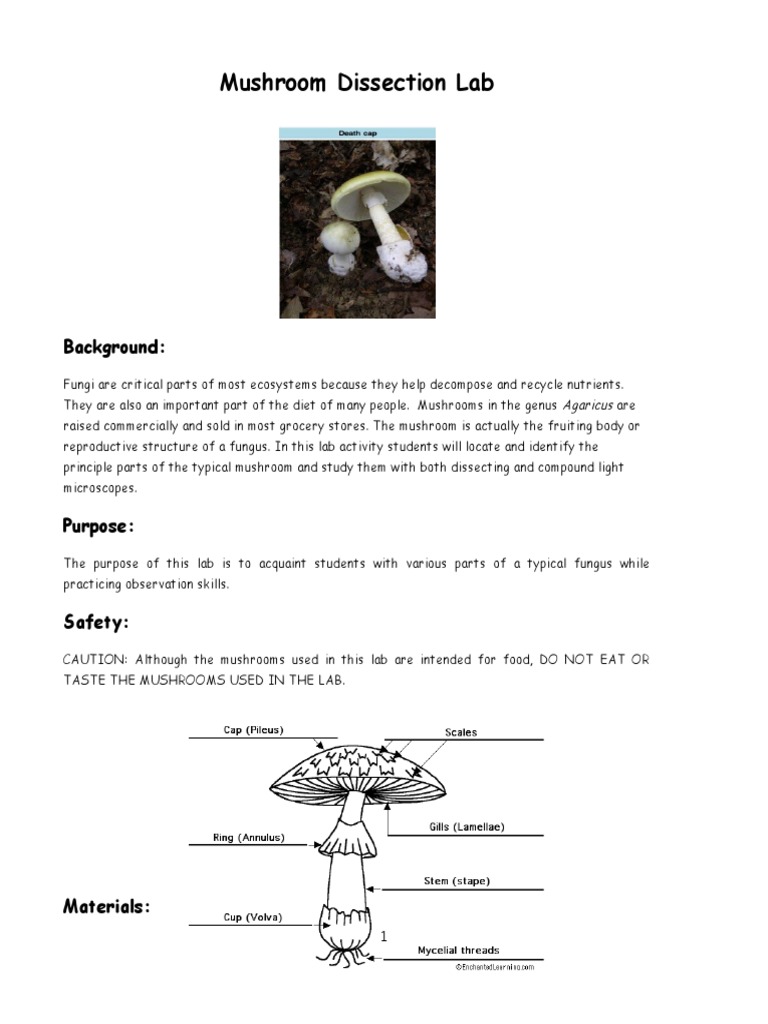 Mushroom Dissection Lab | Mushroom | Spore