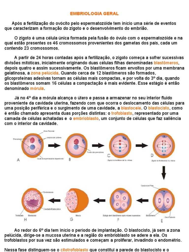 blastômeros zona pelúcida: Embriologia Geral