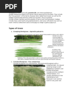 GRass N | PDF | Plants | Botany