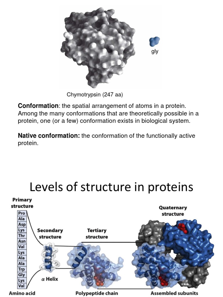 Conformation: The Spatial Arrangement of Atoms in A Protein | PDF ...