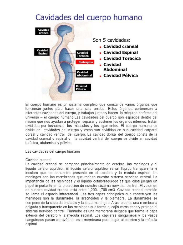 Estructura y Funciones de las Cavidades Corporales | PDF | Pelvis | Abdomen
