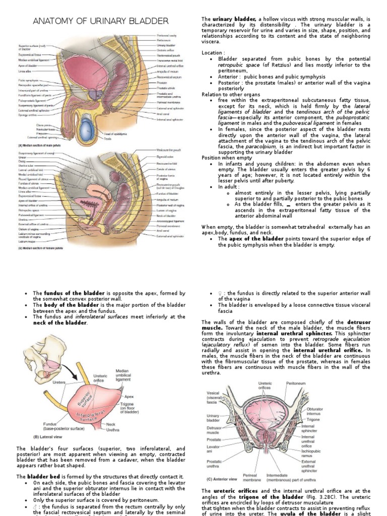 Female Urinary Bladder Anatomy Overview | PDF | Urinary Bladder | Pelvis