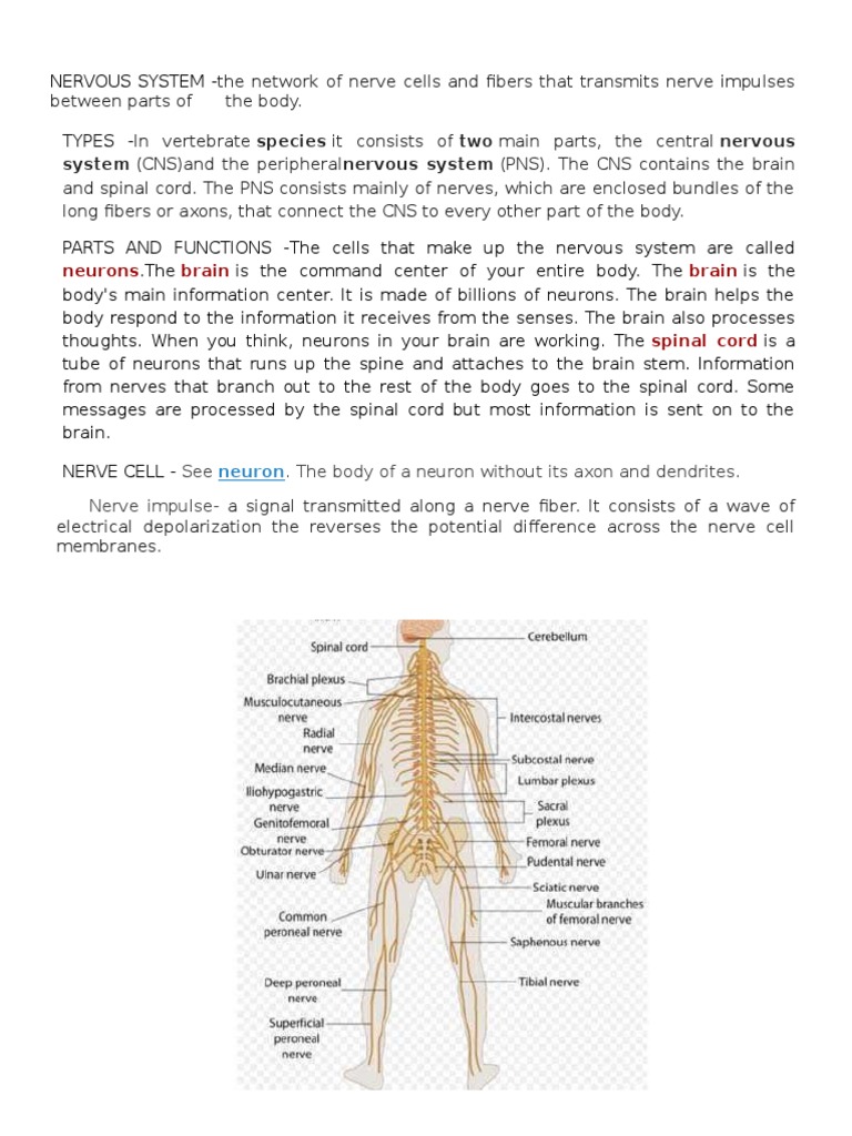 Overview of the Nervous System | PDF