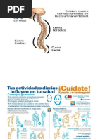 Tipos de tórax y sus características | PDF | Tórax | Anatomía humana