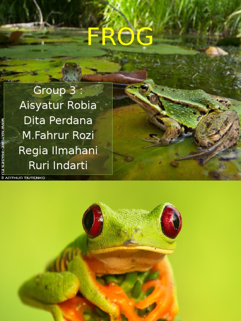 FROG ppt | Frog | Amphibian