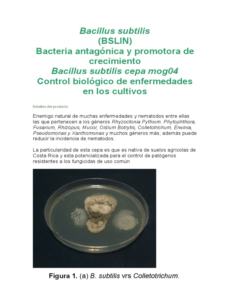 Bacillus Subtilis | PDF | Las bacterias | Pseudomonas