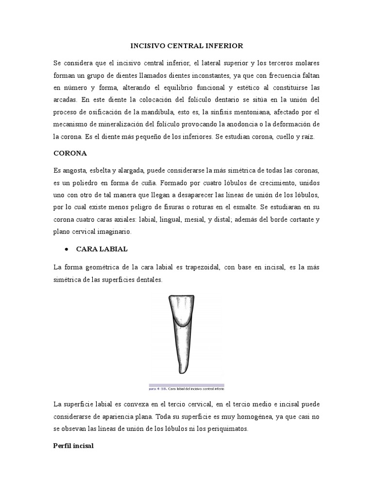 Morfologia Dentaria de Dientes Anteriores Centrales y Laterales | PDF ...
