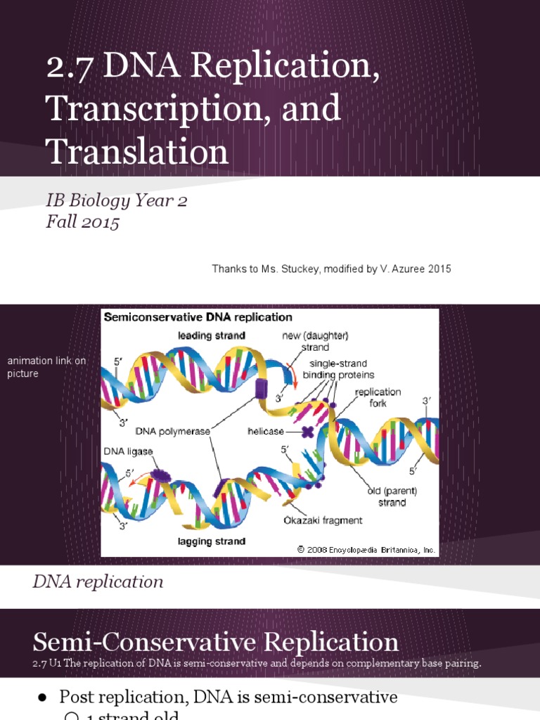2.7 DNA Replication, Transcription, and Translation | PDF | Messenger ...
