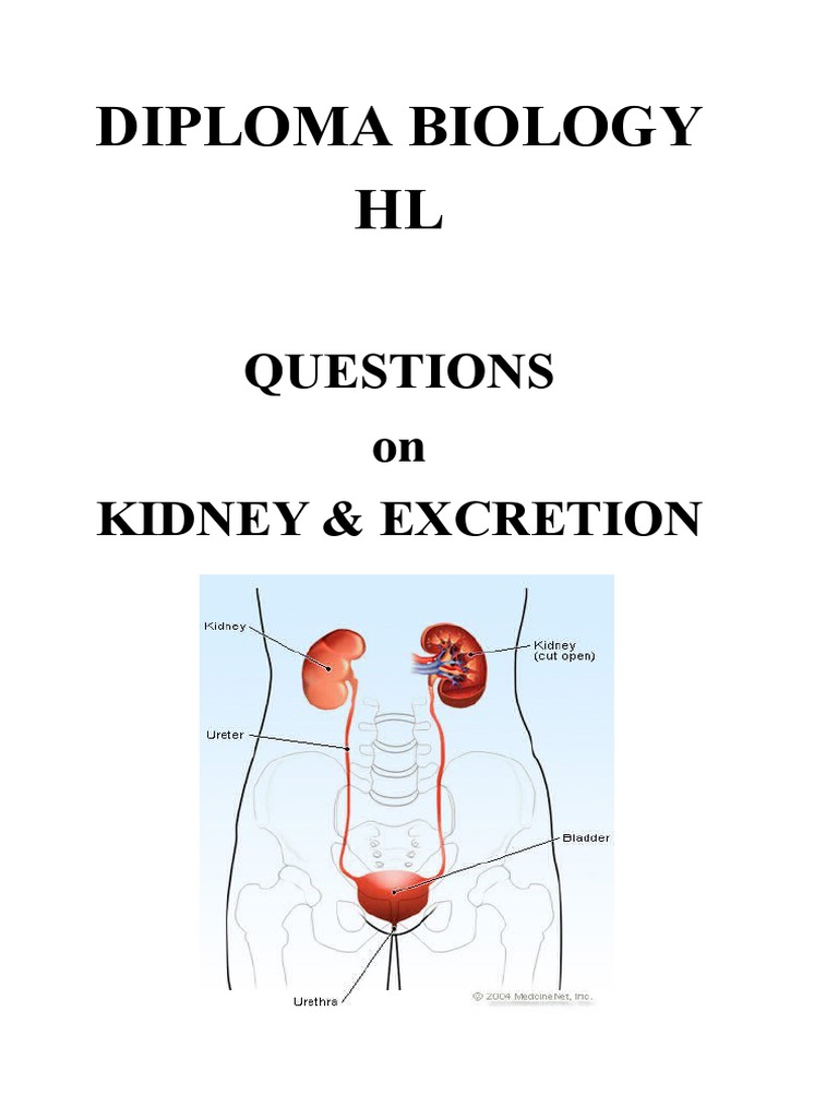 HL Questions Kidney, Excretion & Osmoregulation | PDF | Genitourinary ...