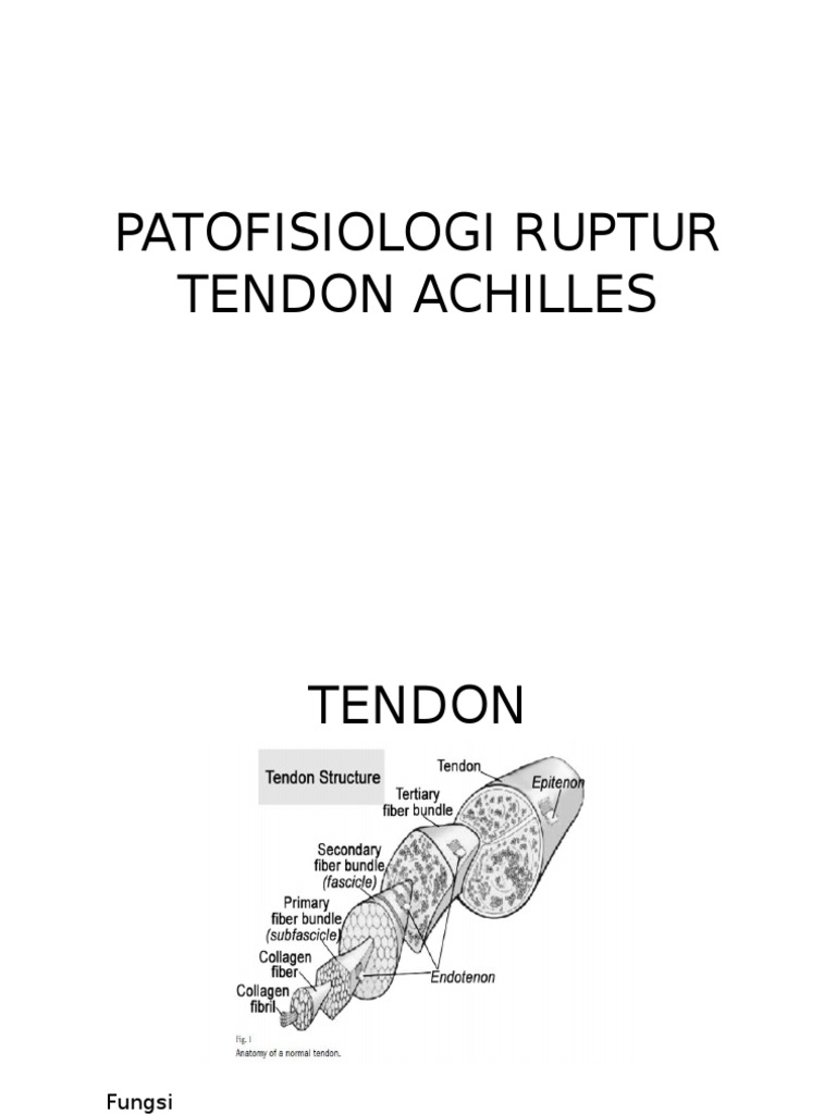 Patofisiologi Ruptur Tendon Achilles | PDF