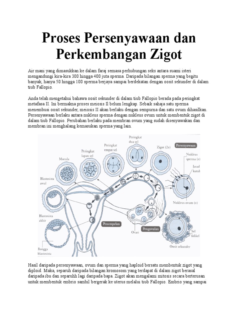 Proses Perkembangan Zigot | PDF