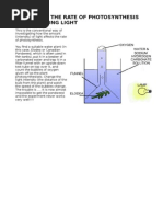 Floating Leaf Disk Photosynthesis Lab | PDF | Bicarbonate | Leaf