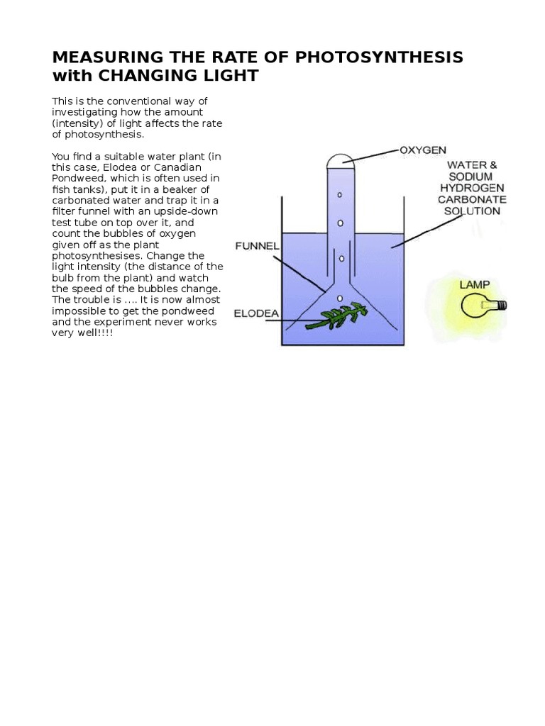 Measuring The Rate of Photosynthesis | PDF | Photosynthesis | Water