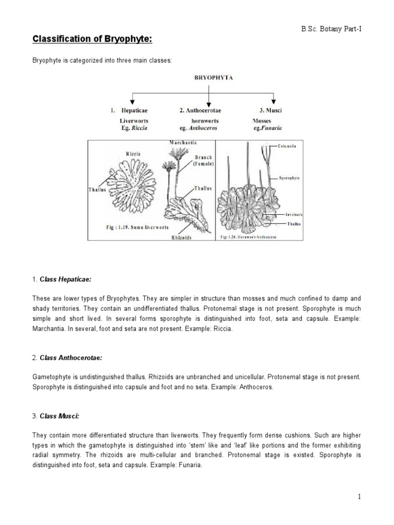Classification of Bryophyte:: B.Sc. Botany Part-I | Download Free PDF ...