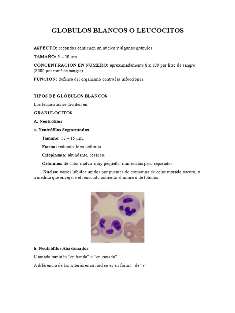 Morfologia de Los Leucocitos | PDF | Leucocito | Sistema inmune