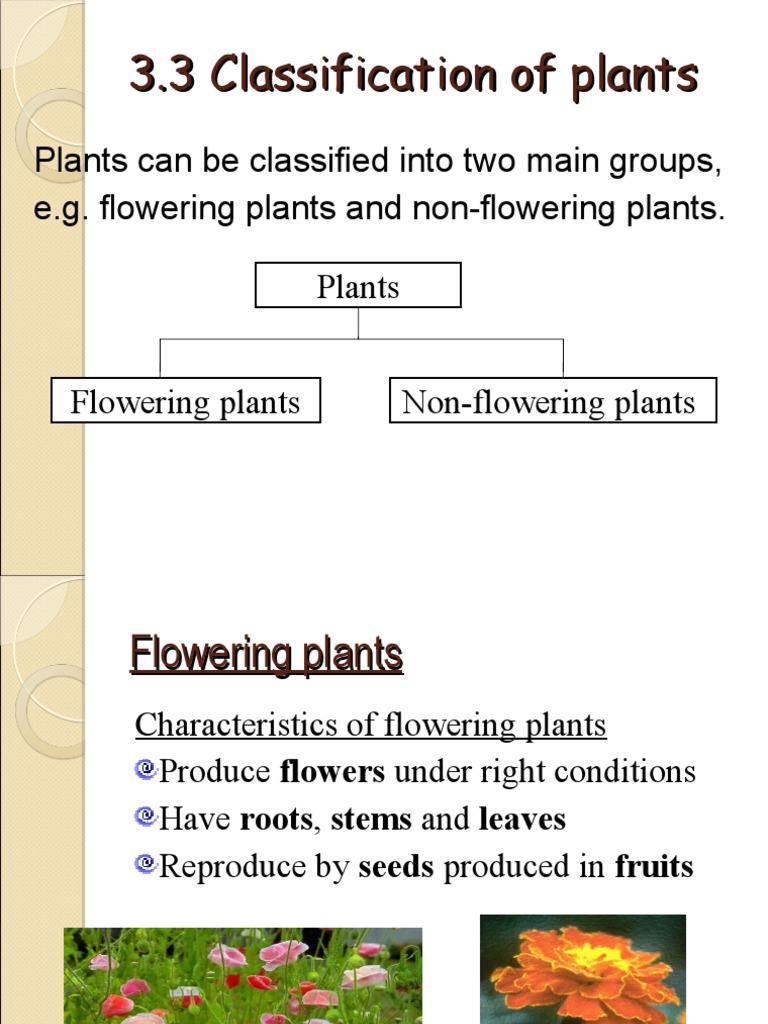 Classification of Plants | PDF