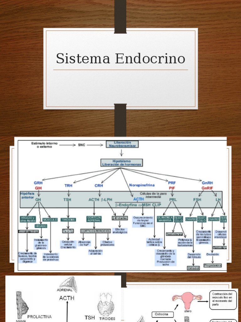 Sistema Endocrino | PDF | Hormona estimulante de la tiroides | Glucocorticoides