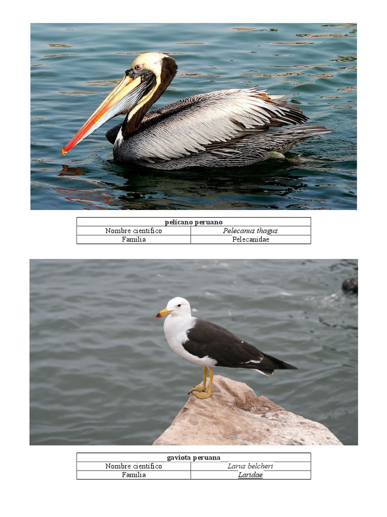 Fauna Peruana: Especies y Clasificación | PDF | Neognathae | Ave marina