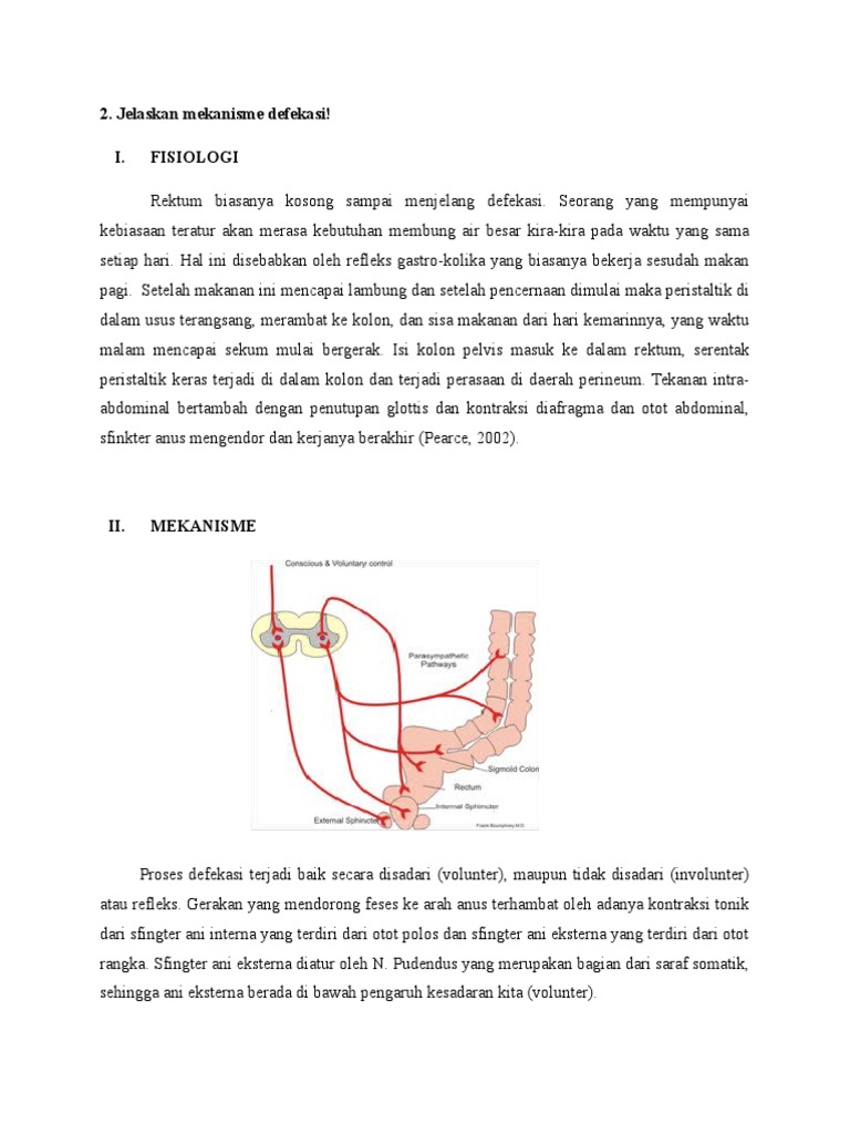 Mekanisme Defekasi | PDF | Ilmu Sosial