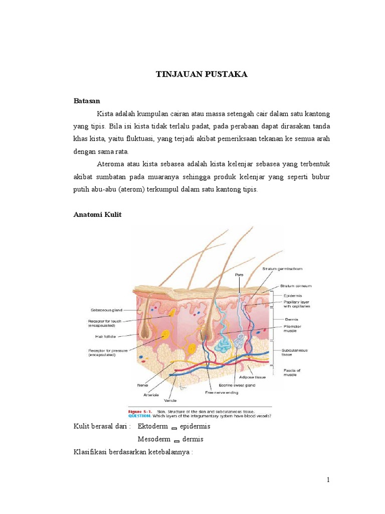Kista Ateroma Ateroma | PDF