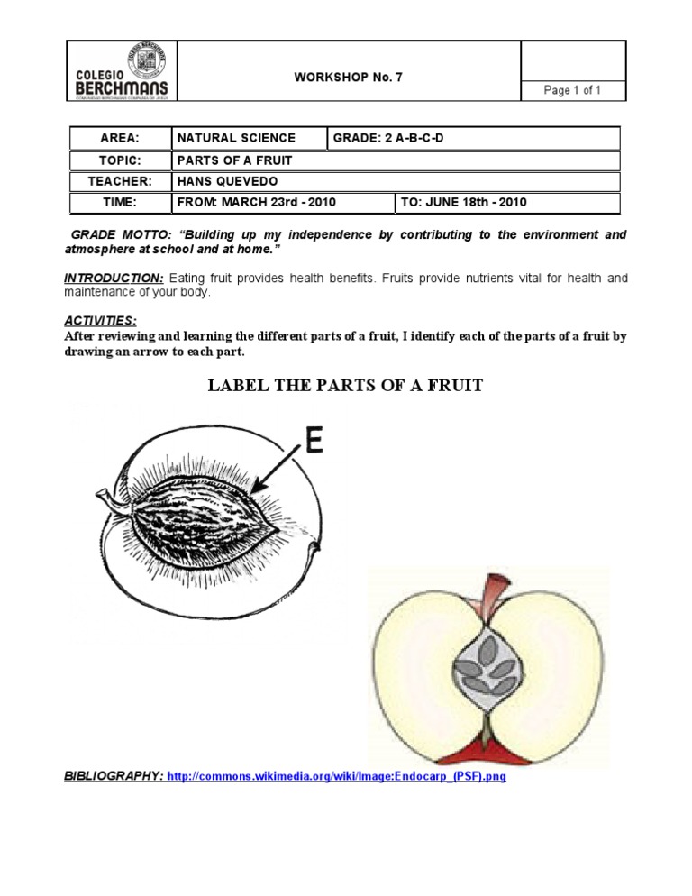 Parts of a Fruit: Grade 2 Workshop | PDF