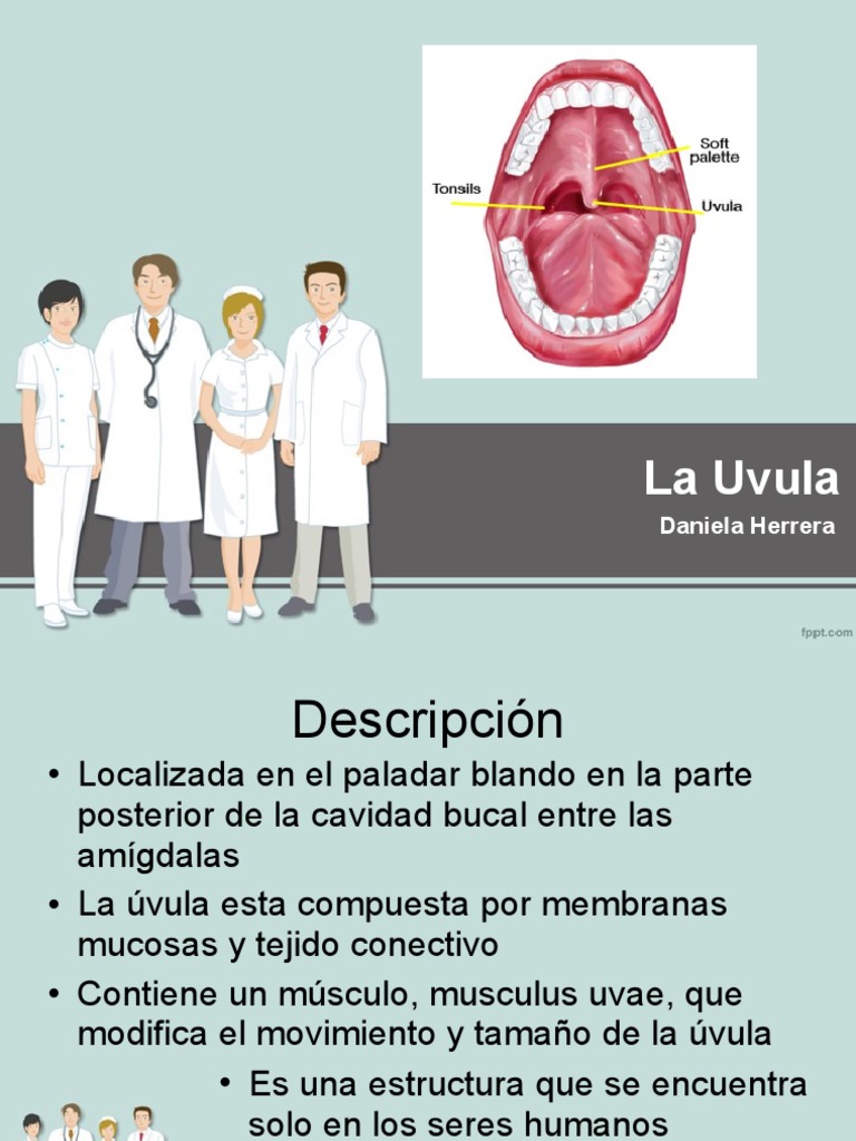 Anatomía y Funciones de la Úvula | PDF | Estudios de idiomas ...