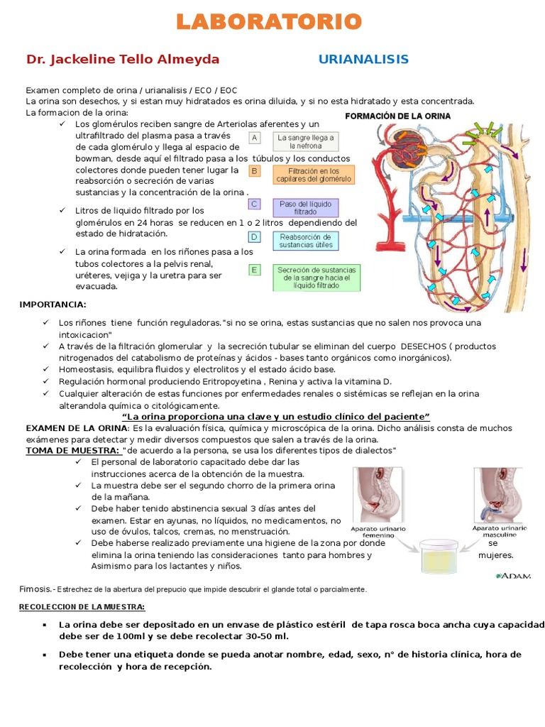 Análisis de Orina: Hipostenuria y Resultados | PDF | Orina | Riñón