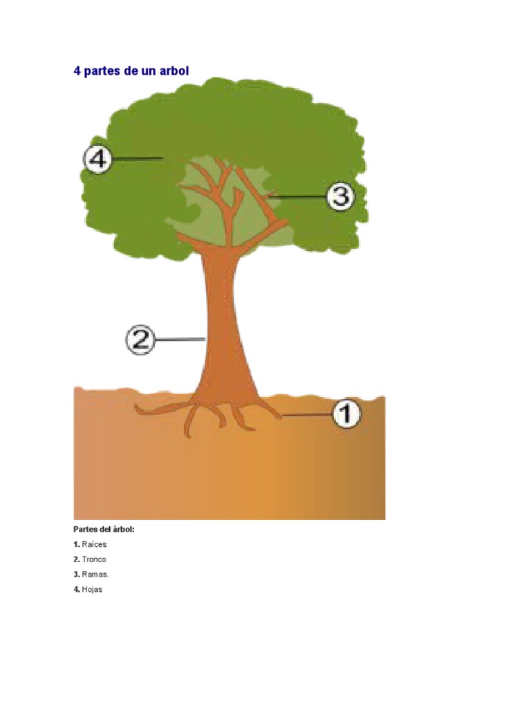 4 Partes de Un Arbol | PDF