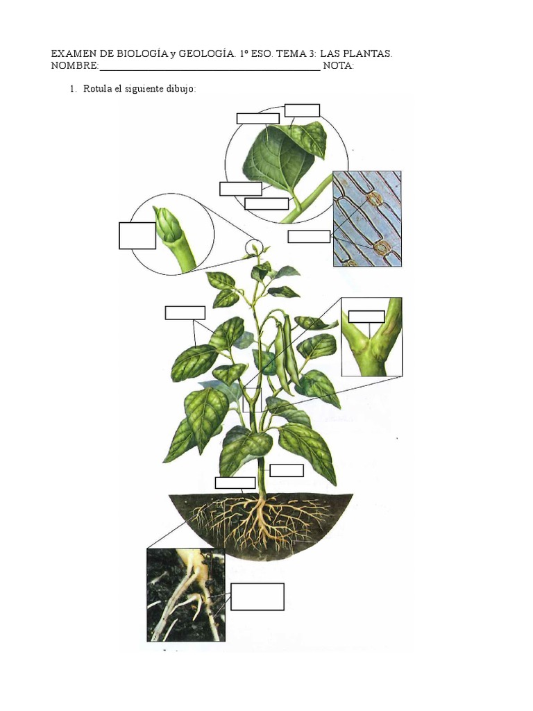 Examen de Biología: Las Plantas 1º ESO | PDF